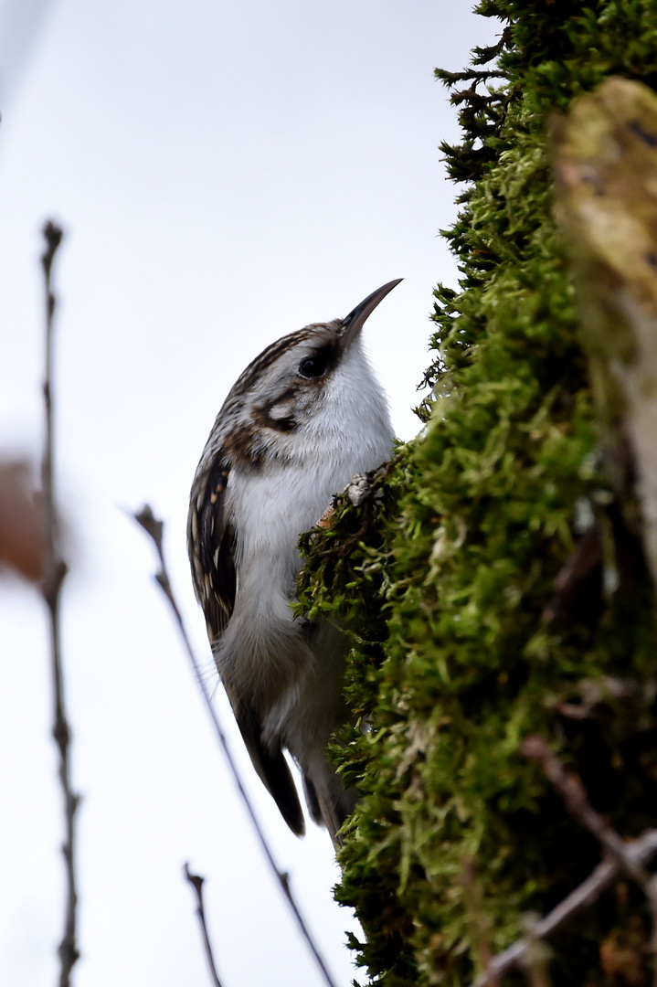 Am Grünzeug Foto & Bild | natur, tiere, vögel Bilder auf fotocommunity