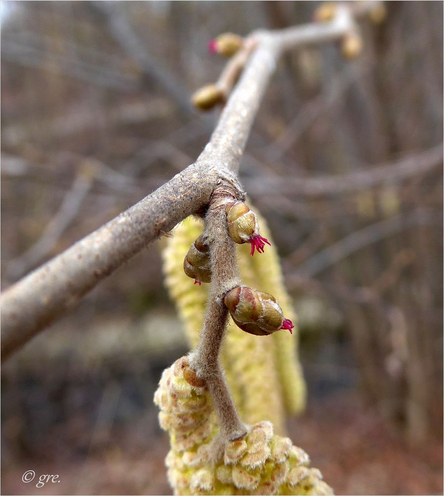 Am Haselnussstrauch Foto & Bild | februar, natur, pflanze Bilder auf ...