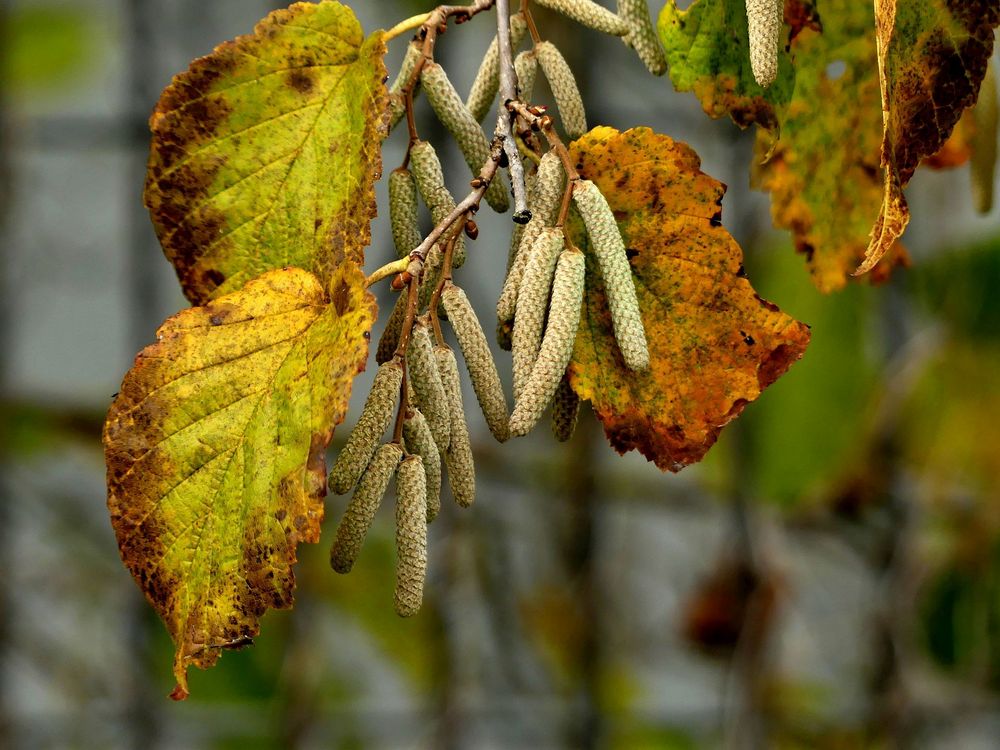 Am Haselnussstrauch.... Foto & Bild | natur, herbst, blätter Bilder auf ...