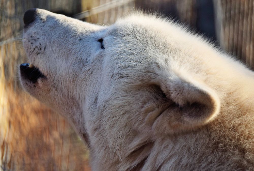 Am Heulen ..... Foto & Bild | tiere, zoo, wildpark & falknerei ...
