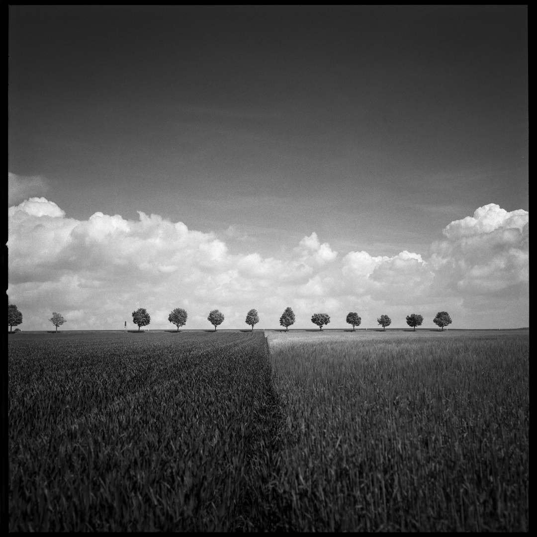 Am Horizont in Reih und Glied Foto & Bild | landschaft, bw, bäume ...