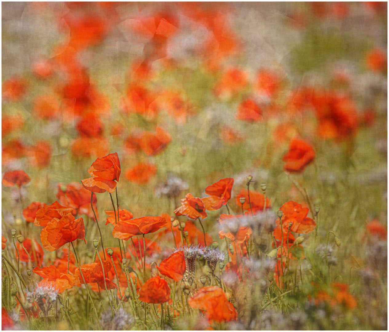 Am Mohnblumenfeld ! Foto & Bild | fotos, art, flower Bilder auf ...