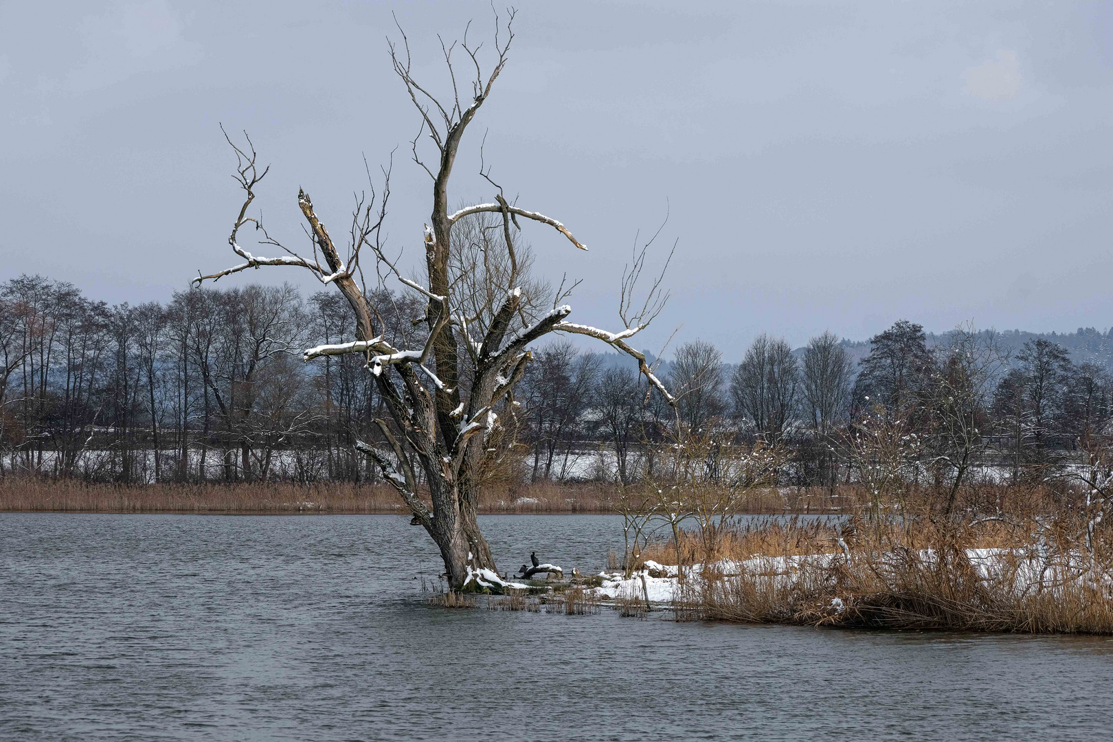 am Moossee Foto & Bild | tiere, wildlife, wild lebende vögel Bilder auf ...