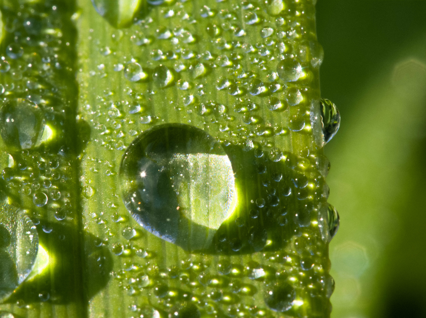 am Morgen wenn der Tau auf den Blättern und Blüten liegt ...
