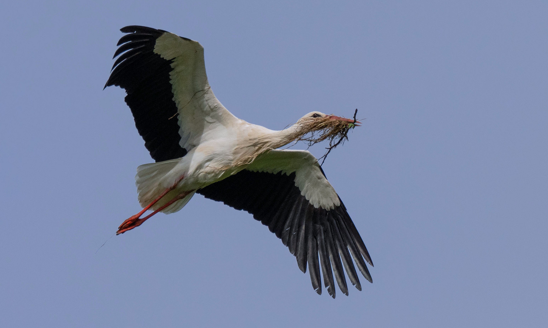 am Nestbau Foto & Bild | natur, weiss, insekten Bilder auf fotocommunity