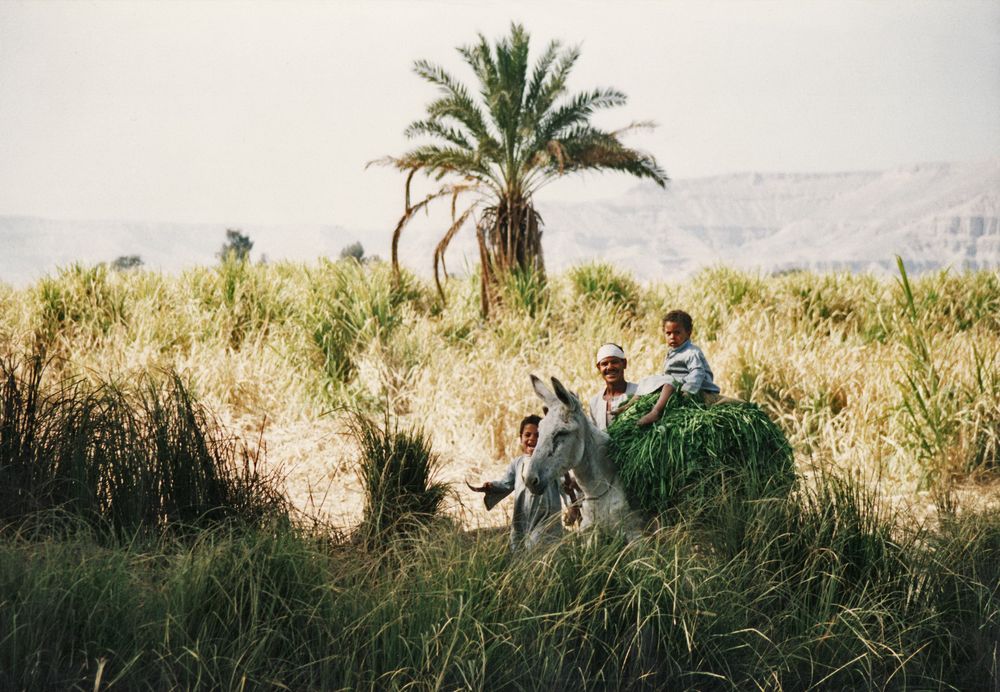 am Nil Foto & Bild | africa, egypt, north africa Bilder auf fotocommunity