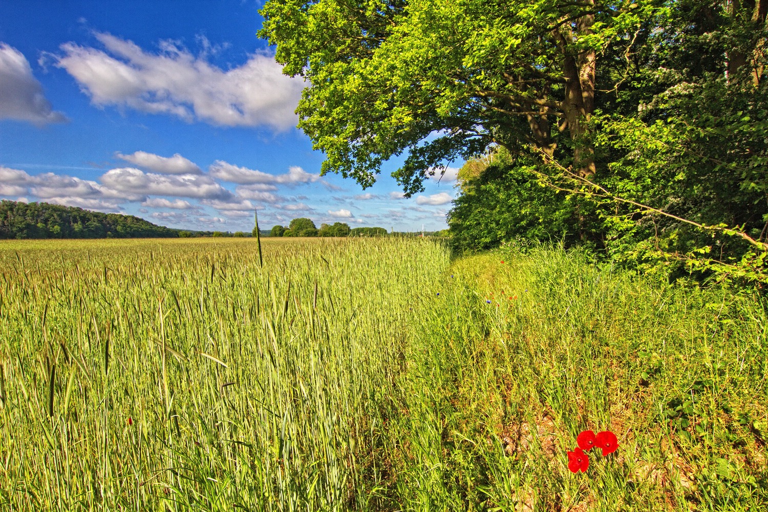 Am Rande des Feldes Foto & Bild | mai, canon, outdoor Bilder auf ...