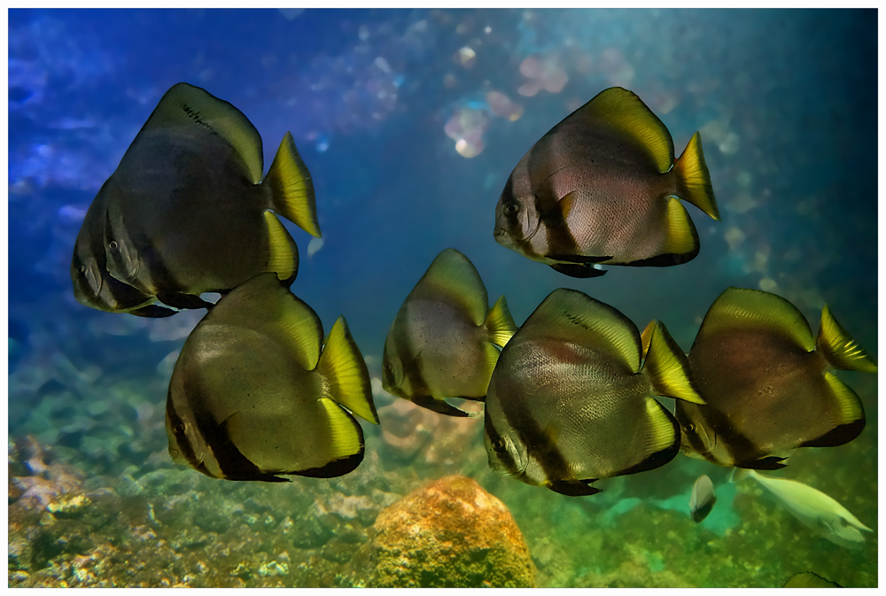 Am Riff von Samoa ... Foto & Bild | tiere, zoo, wildpark & falknerei ...