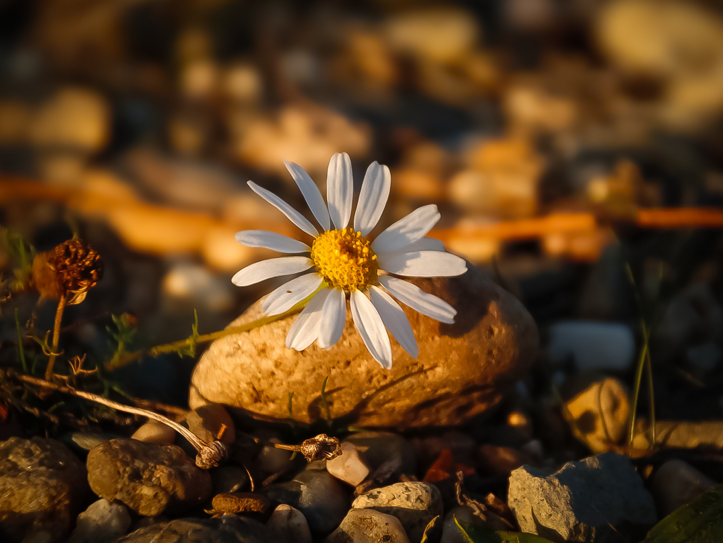 am See entlang das dritte Foto & Bild | jahreszeiten, sonnenuntergänge, himmel & universum ...
