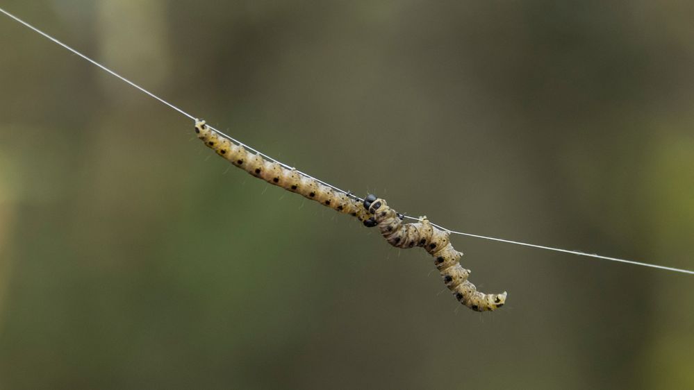 Am seidenen Faden Foto & Bild | fotos, natur, insekten Bilder auf ...