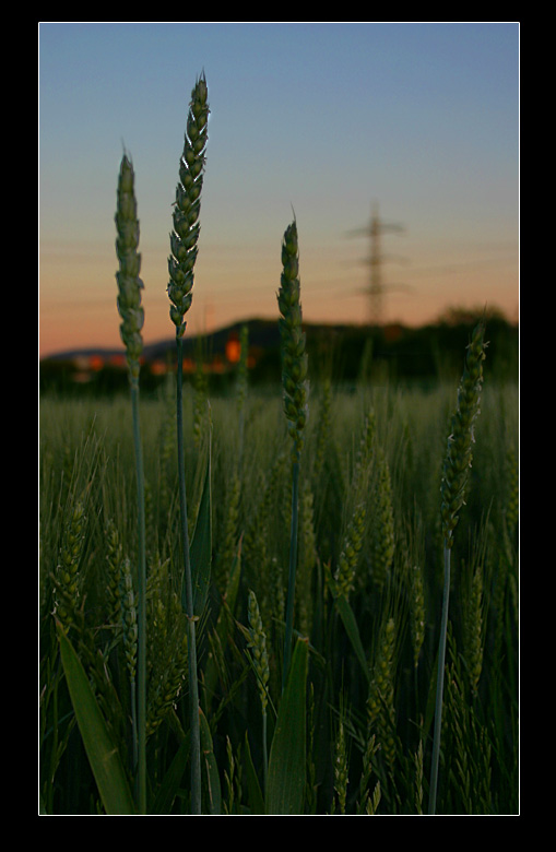 Am Stadtrand Foto & Bild | landschaft, Äcker, felder & wiesen, jk ...