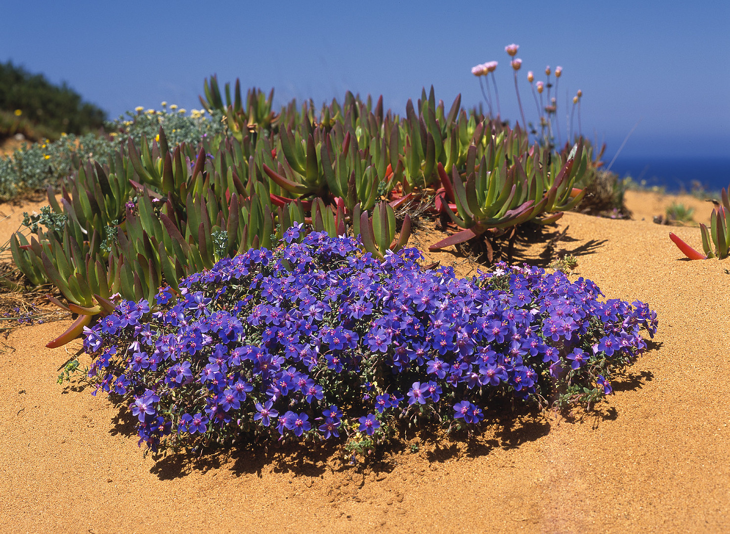 Am Strand Foto & Bild | landschaft, strand, blumen Bilder auf fotocommunity