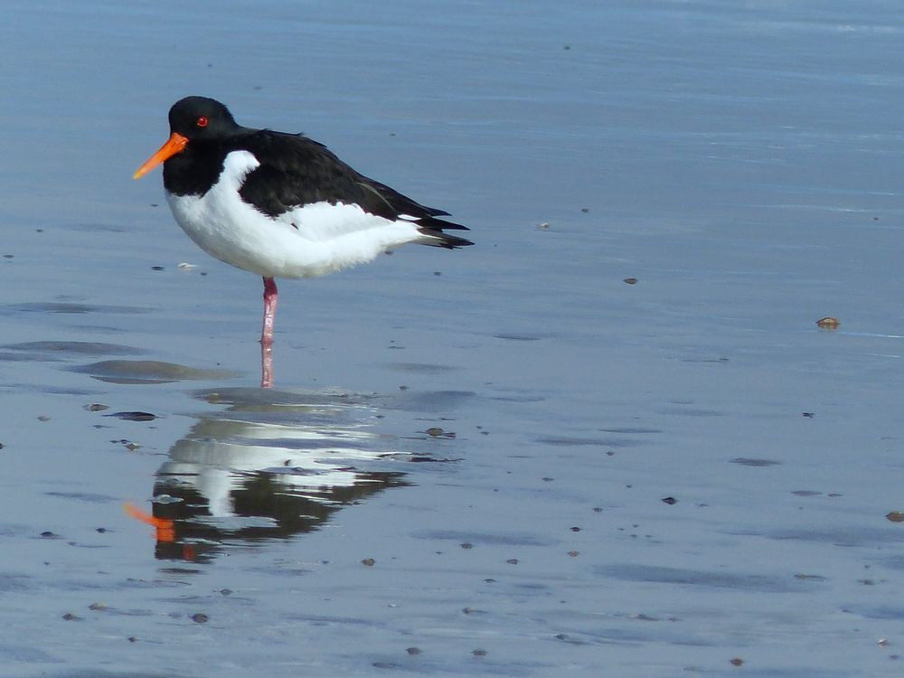 Am Strand von Juist Foto & Bild | natur Bilder auf fotocommunity Am Strand von Juist Foto & Bild | natur Bilder auf fotocommunity