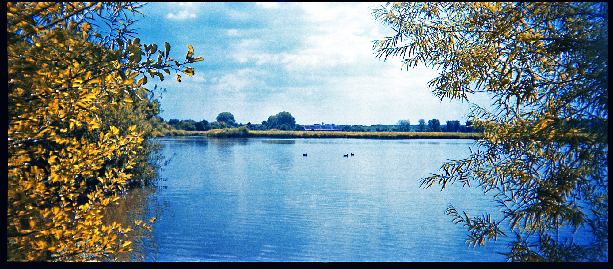 Am Teich Foto & Bild | analog, sommer, teich Bilder auf fotocommunity