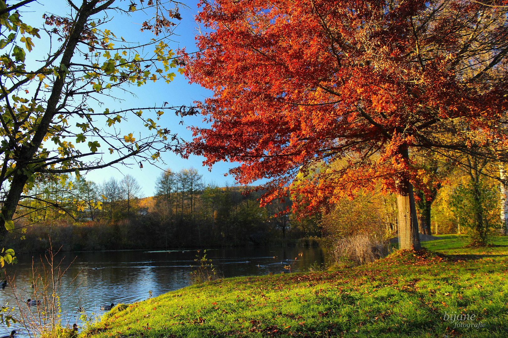 Am Teich Foto & Bild | landschaft, jahreszeiten, herbst Bilder auf fotocommunity