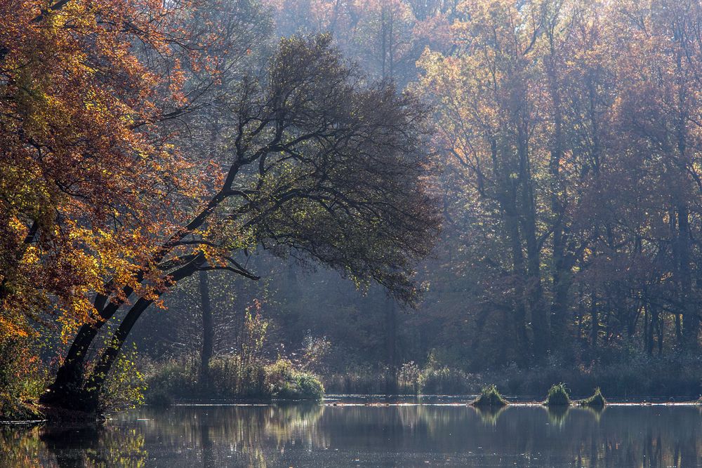 Am Teich Foto & Bild | landschaft, jahreszeiten, herbst Bilder auf fotocommunity