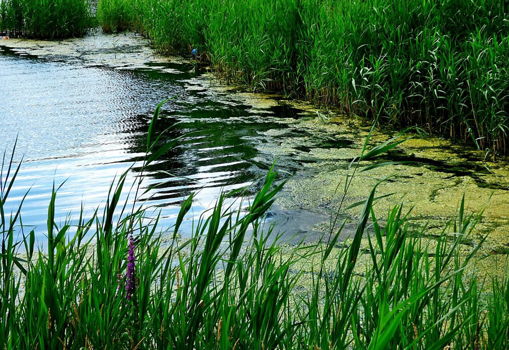 Am Teich Foto & Bild | teich, natur, landschaft Bilder auf fotocommunity