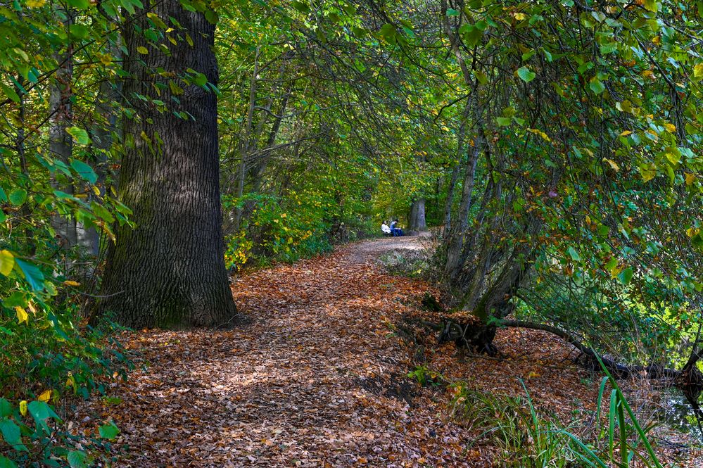 Am Teich Foto & Bild | wald, teich, natur Bilder auf fotocommunity