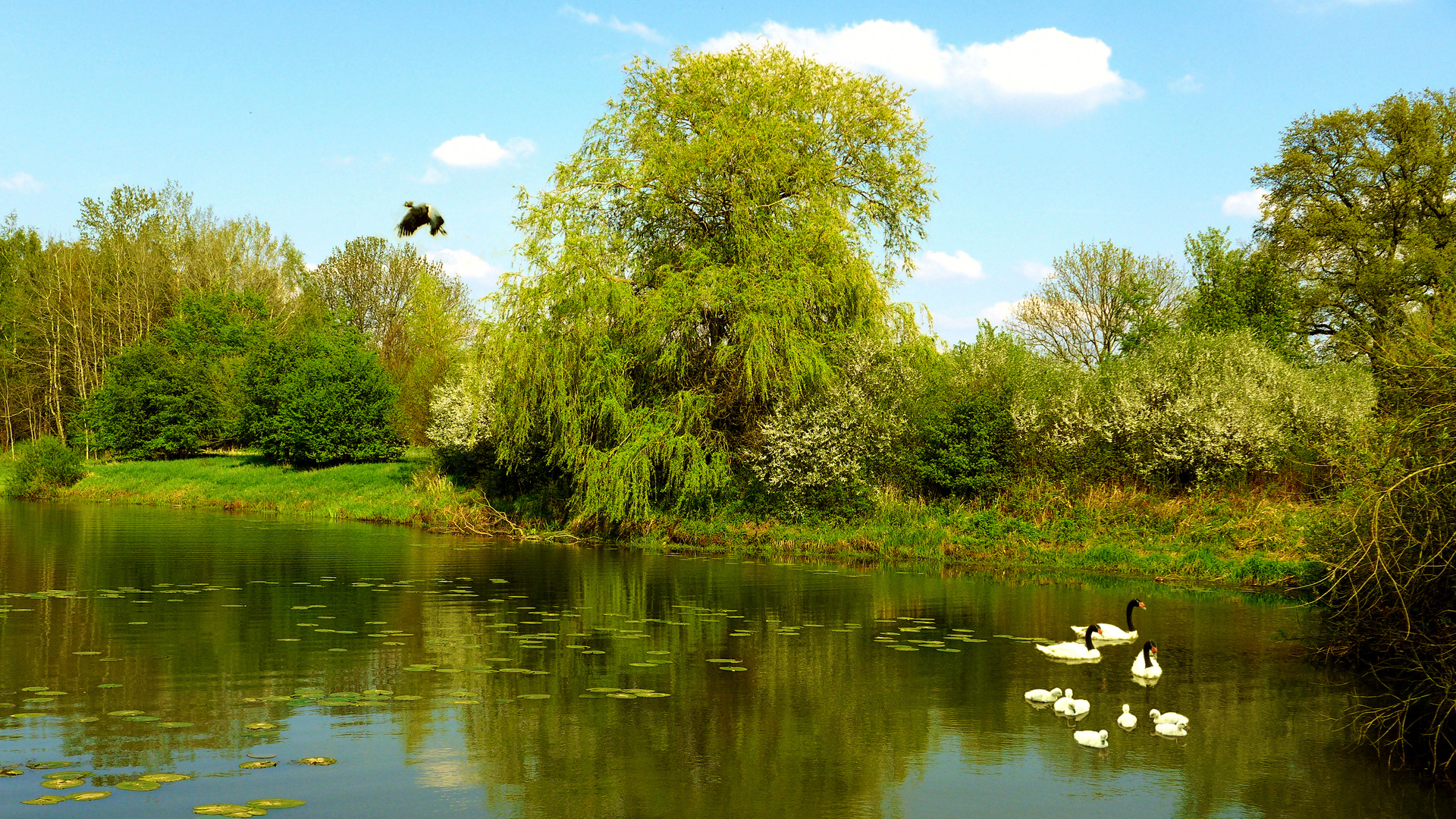 am Teich im Mai Foto & Bild | fotomontage, landschaften, digiart Bilder auf fotocommunity