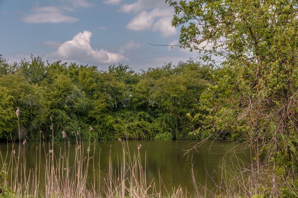am Ufer Foto & Bild | landschaft, bach, fluss & see, see, teich ...