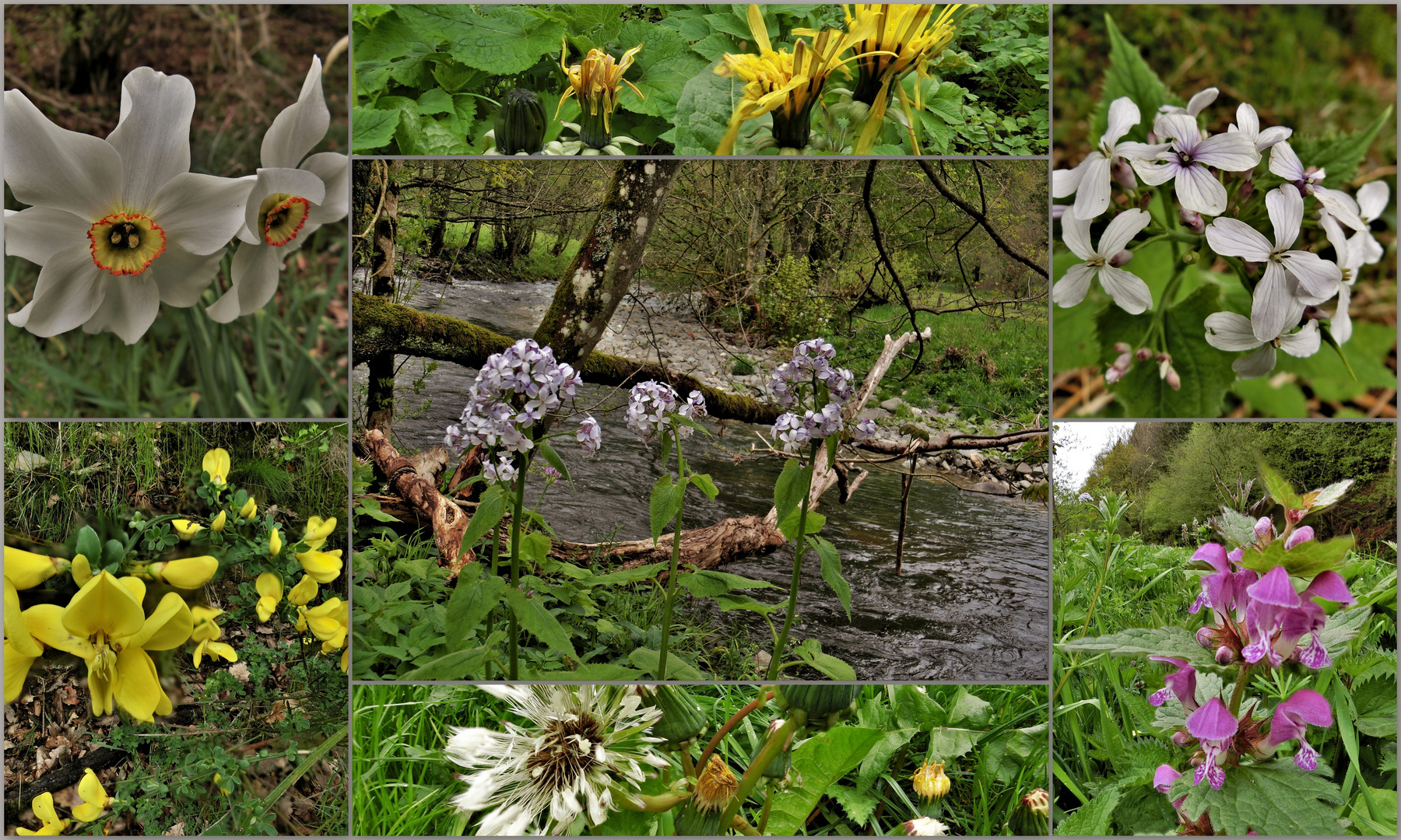 Am Ufer der Rur Foto & Bild | jahreszeiten, frühling, am ufer der rur ... Am Ufer der Rur Foto & Bild | jahreszeiten, frühling, am ufer der rur ...