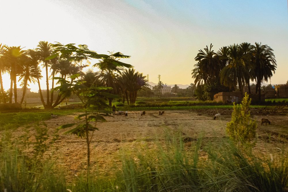 Am Uferrand des Nils Foto & Bild | africa, egypt, north africa Bilder ...