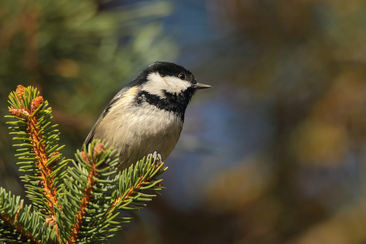 Am Wald Foto & Bild | fotos, wald, tannen Bilder auf fotocommunity
