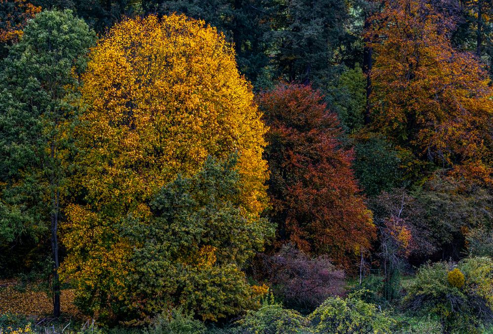 Am Waldrand Foto & Bild | landschaft, jahreszeiten, herbst Bilder auf fotocommunity