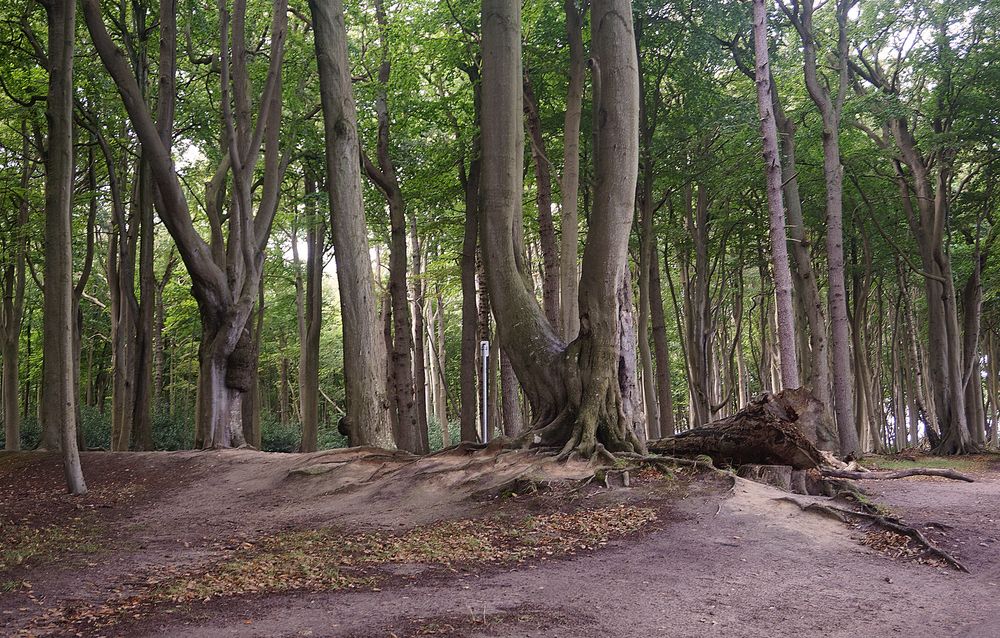 Am Wege Foto & Bild | wald, natur, europa Bilder auf fotocommunity