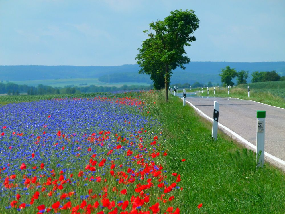 Am Wegesrand Foto & Bild | landschaft, kulturlandschaften, landschaften Bilder auf fotocommunity