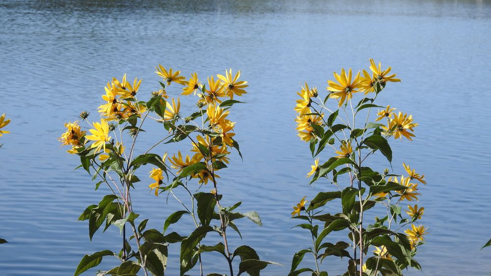 am Wegesrand Foto & Bild | projekte, 3 - mittwochsblümchen, thementage ...