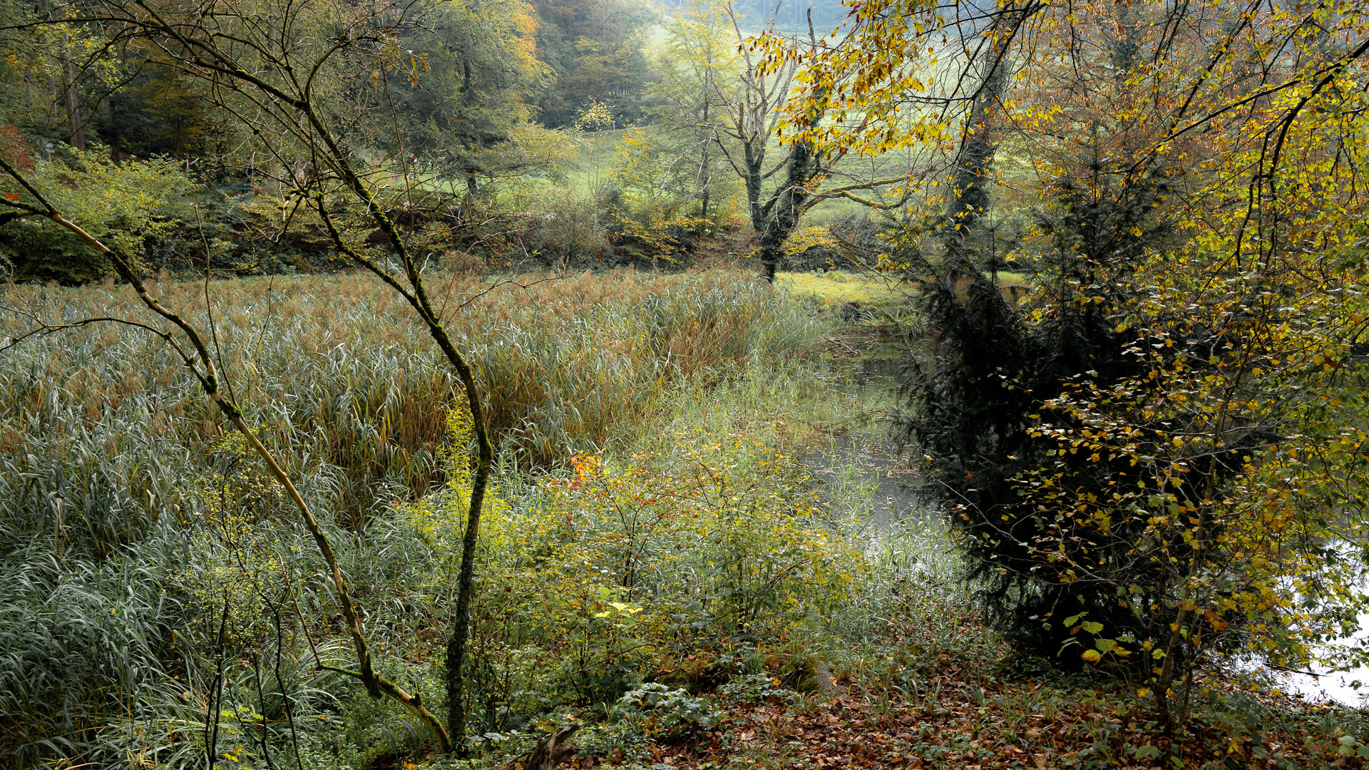 am Weiher 29 Foto & Bild | dokumentation, schilf, natur Bilder auf ...