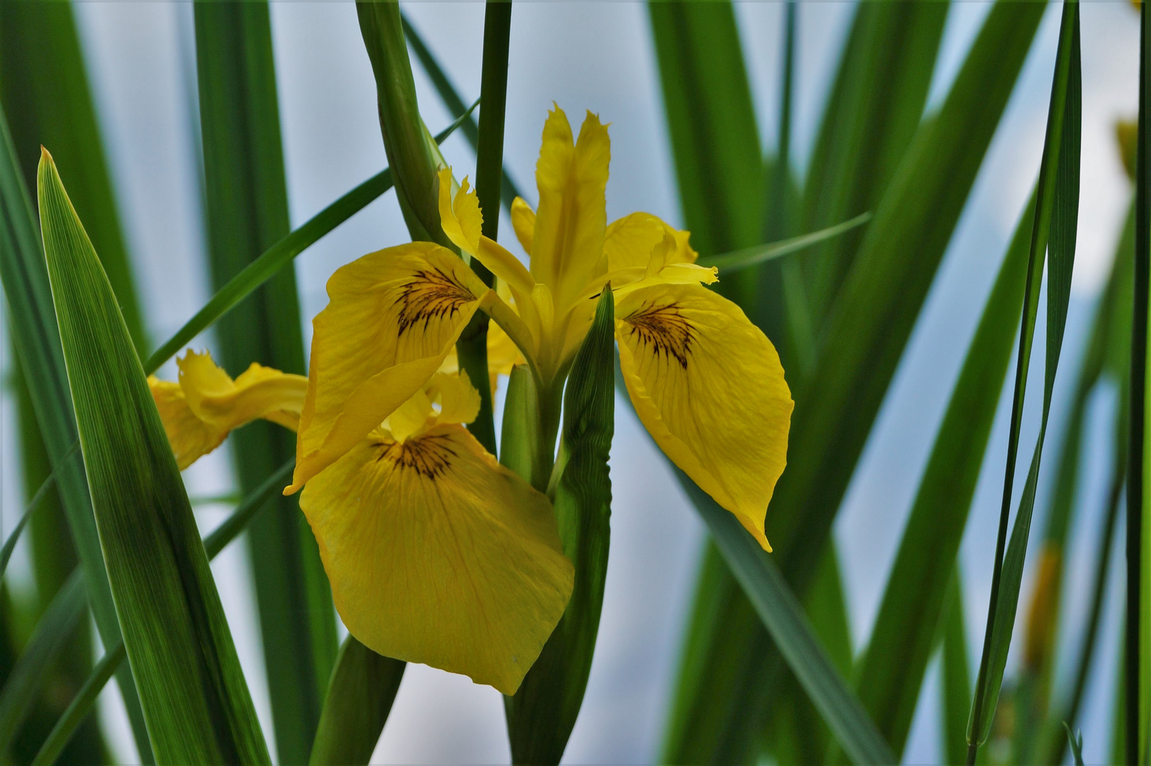 am Weiher ... Foto & Bild | pflanzen, pilze & flechten, blüten ...