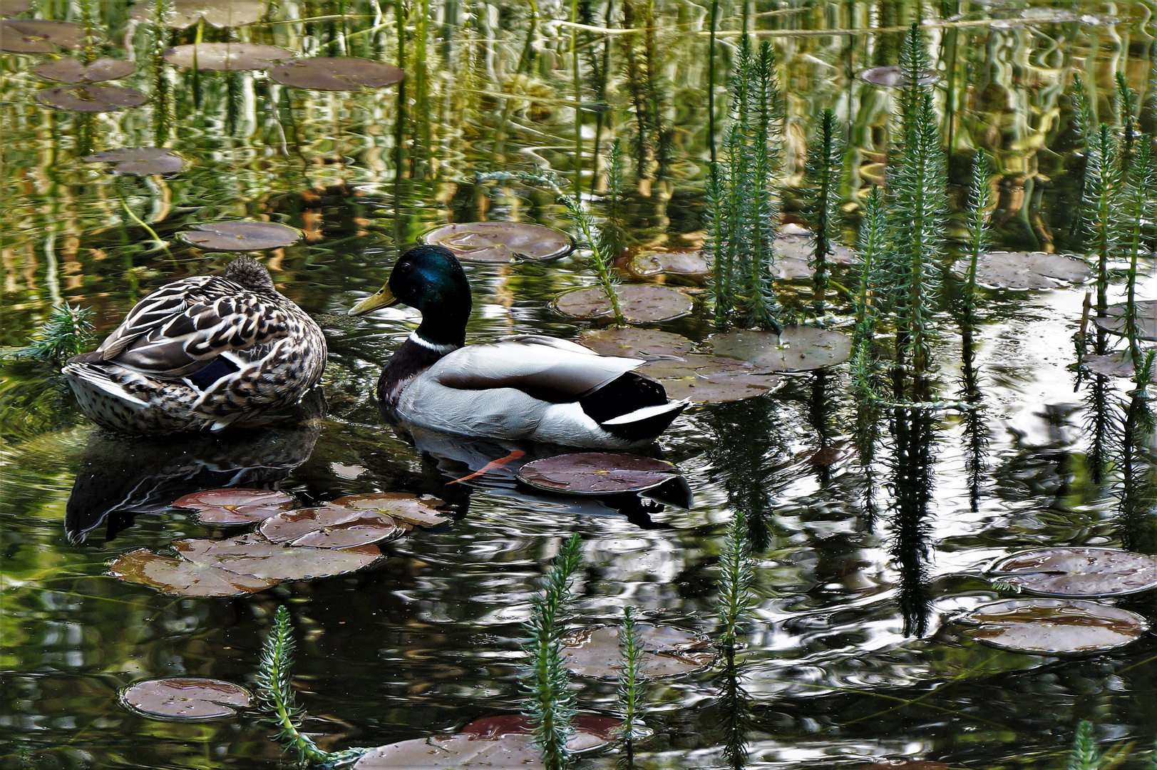 am Weiher... Foto & Bild | tiere, wildlife, wild lebende vögel Bilder ...