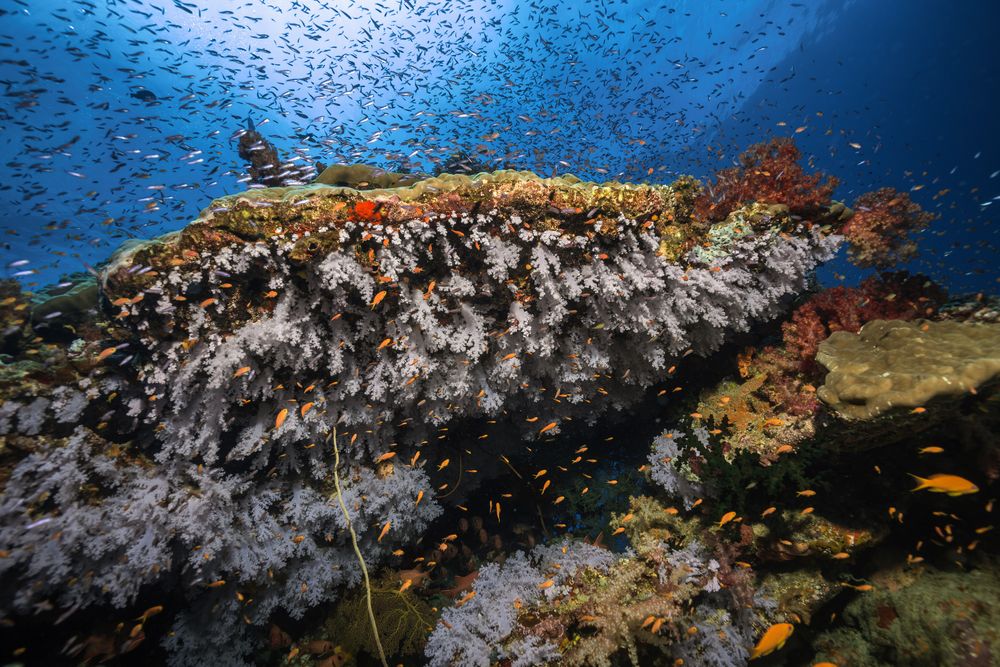 Am weißen Riff... Foto & Bild | wasser, sea, meer Bilder auf fotocommunity