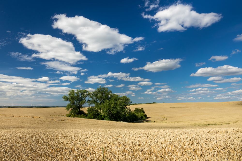 am Weizenfeld Foto & Bild | deutschland, europe, mecklenburg ...
