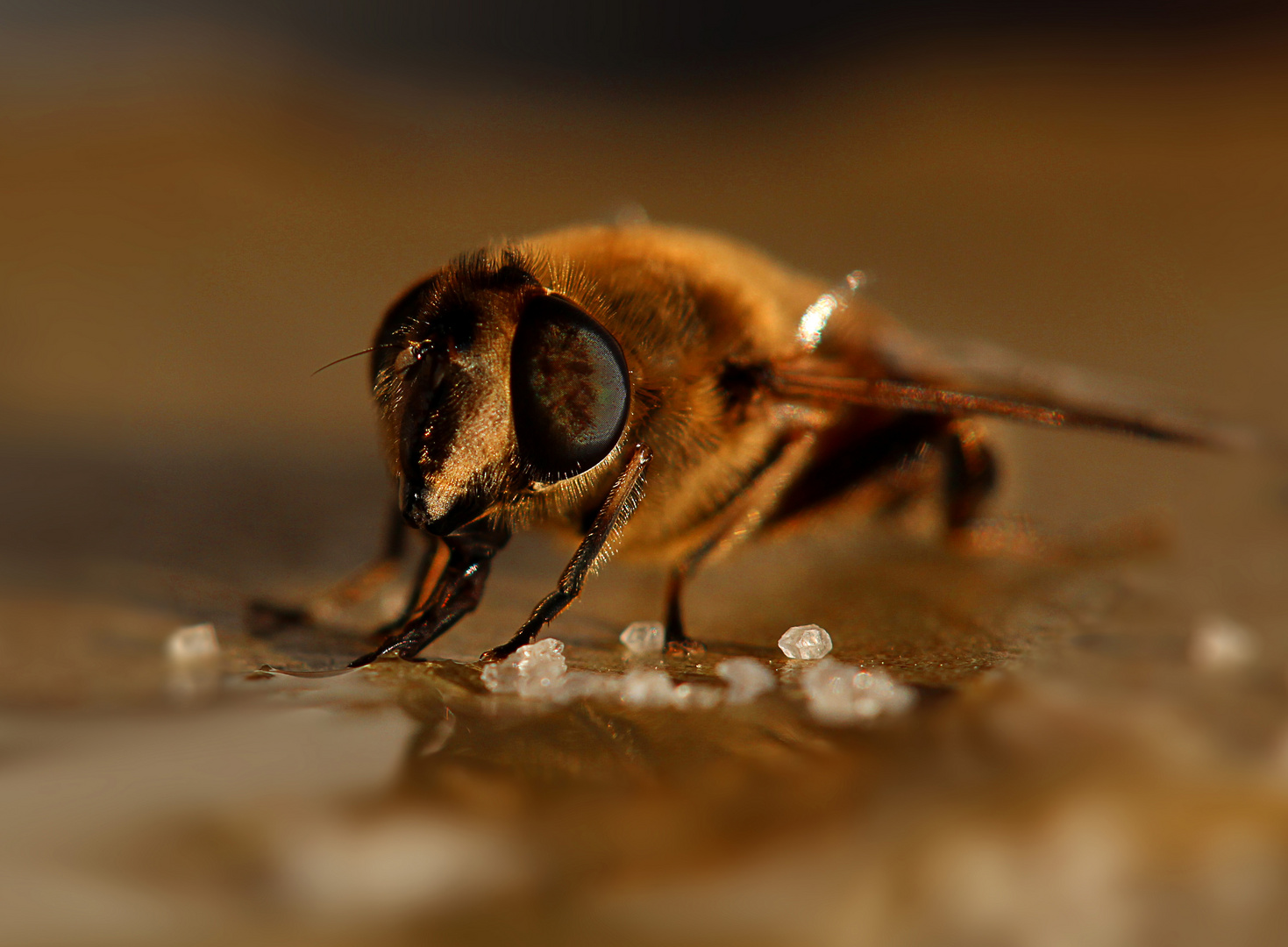 Am Zuckerwasser laben Foto & Bild | tiere, wildlife, insekten Bilder ...
