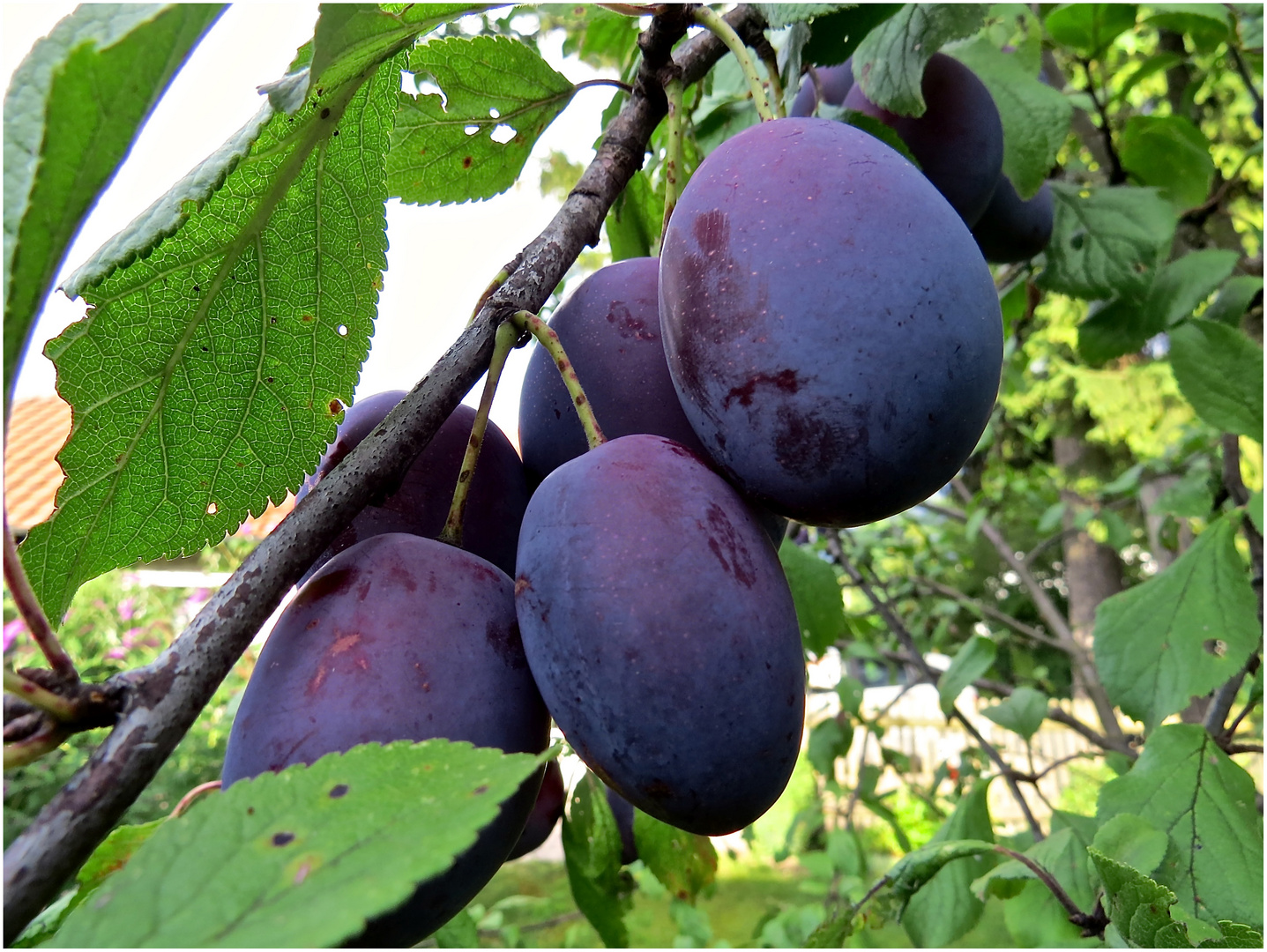 Am Zwetschgenbaum Foto & Bild | pflanzen, pilze & flechten, bäume ...