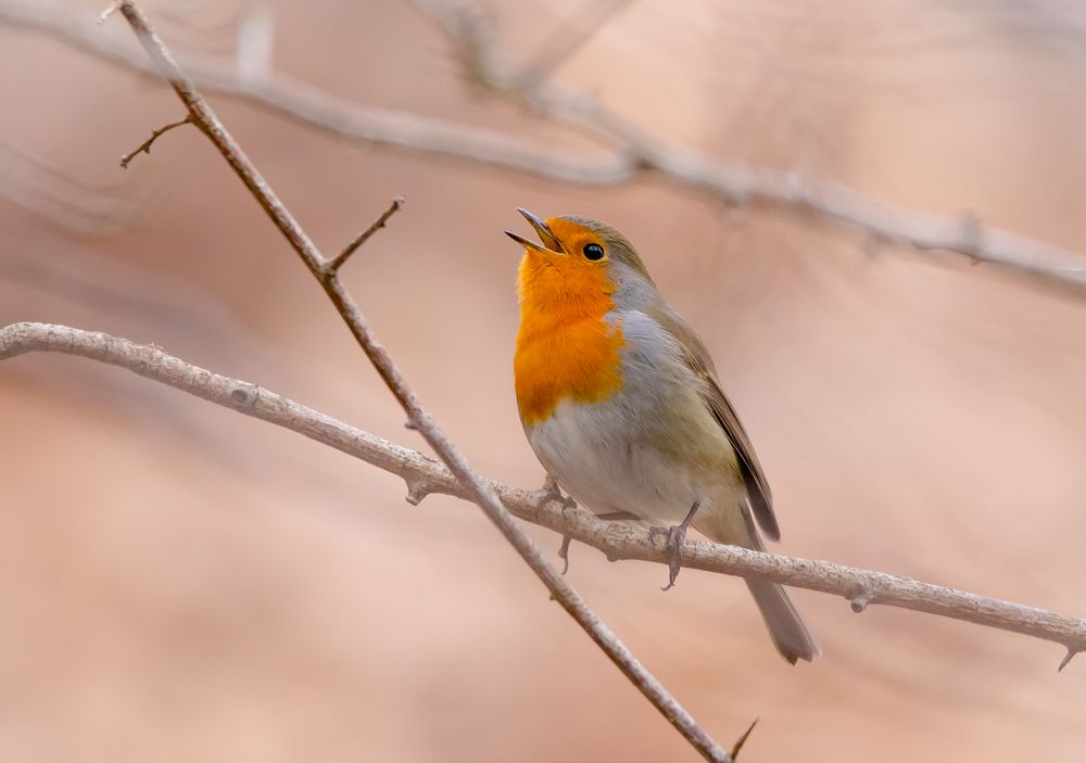 Am Zwitschern Foto & Bild | youth, natur, singvogel Bilder auf ...