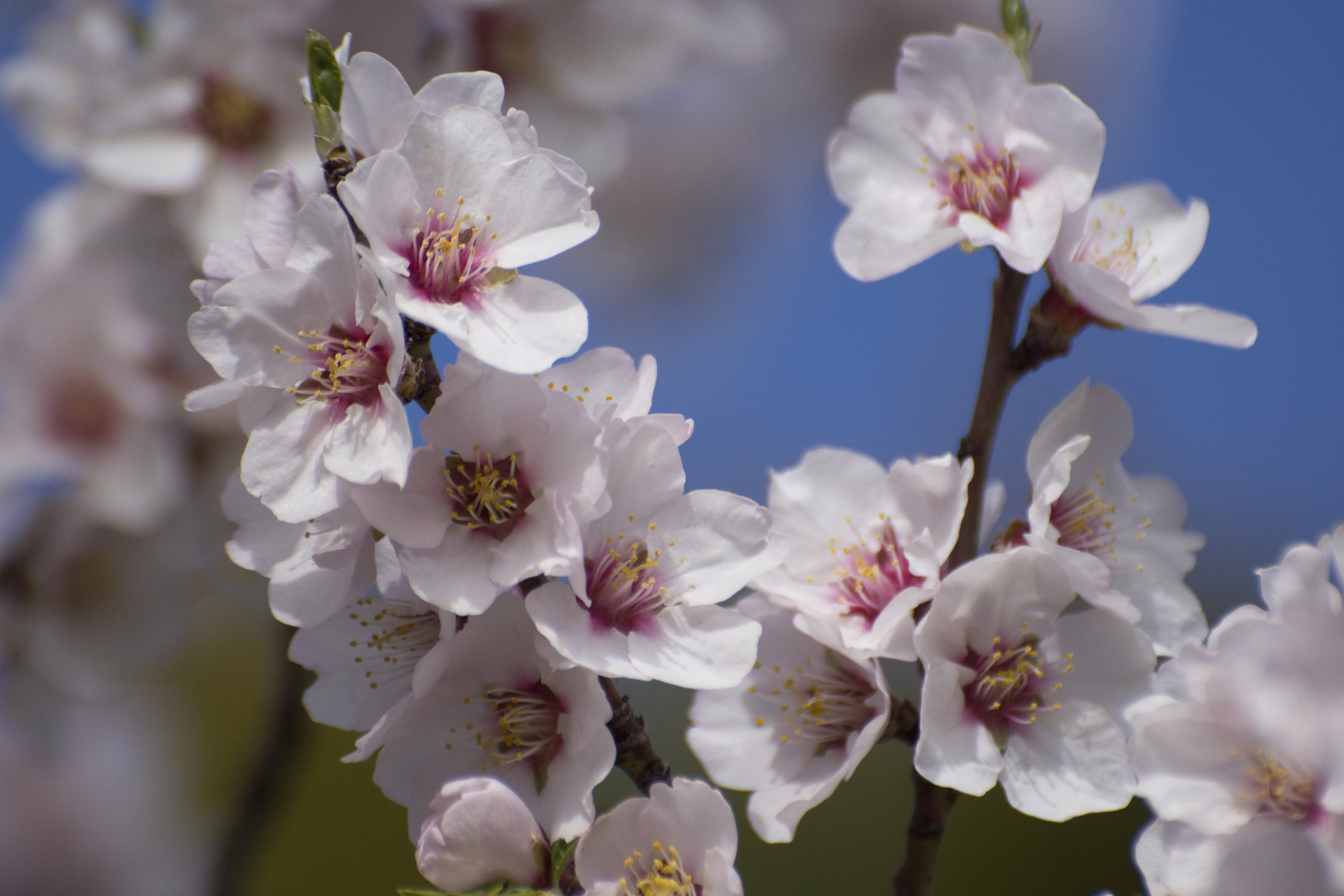 Amandiers en fleurs photo et image | fotos, france, nature Images fotocommunity