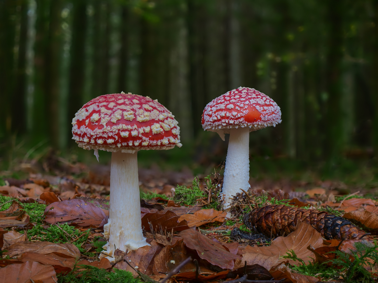 Amanita muscaria Foto & Bild | pflanzen, pilze & flechten, landschaft ...