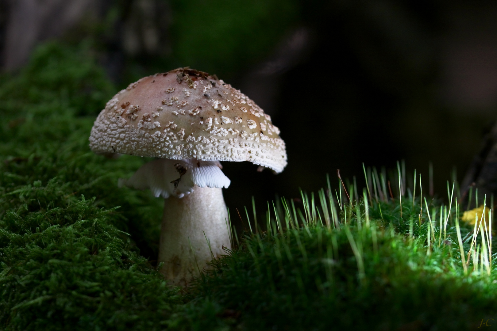 " Amanite rougeâtre " photo et image | nature, macro, champignons ...