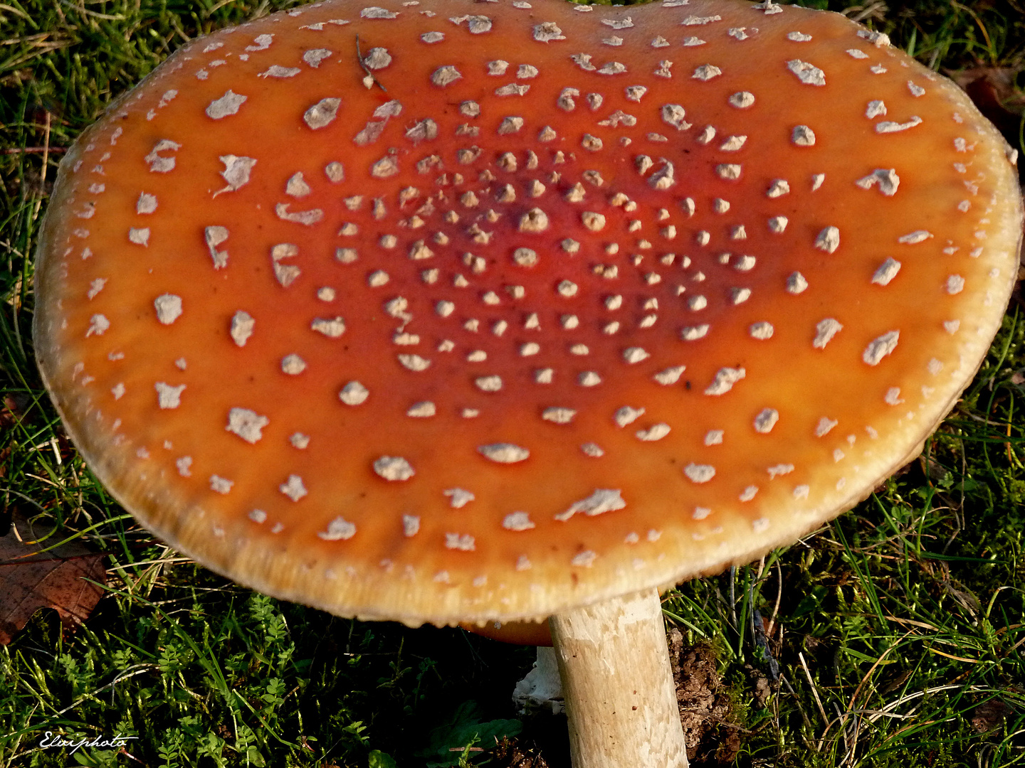 Amanite tue-mouches photo et image | nature, bois, special Images ...