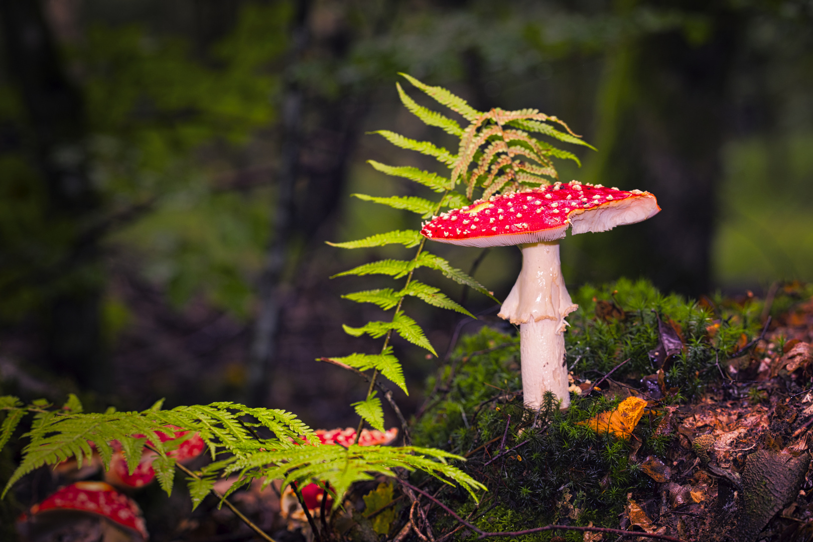 Amanite tue-mouches photo et image | plantes, champignons & lichens ...