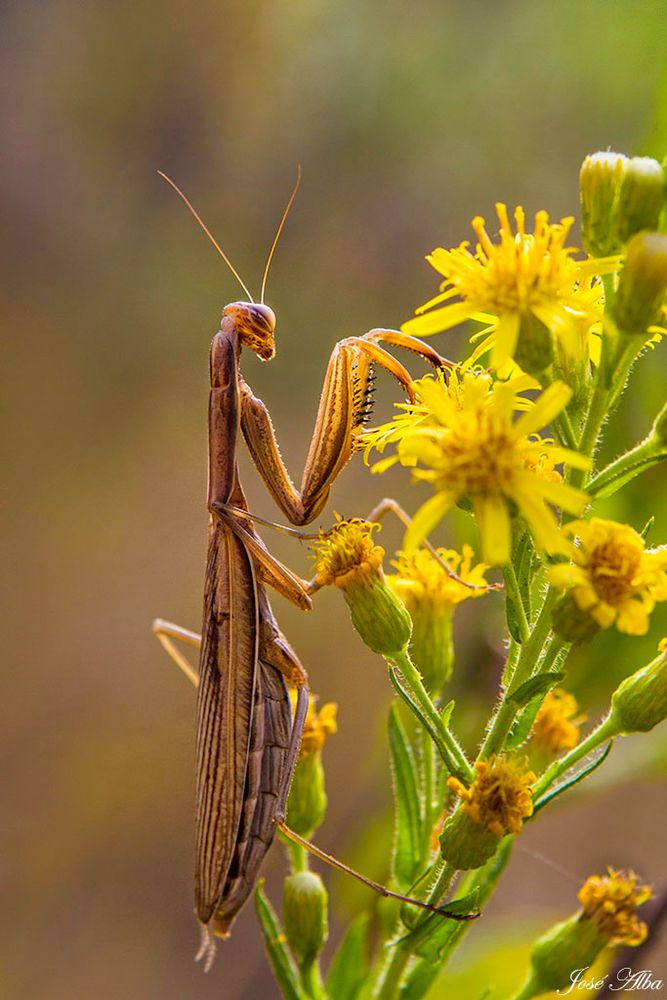 Amantis religiosa Imagen & Foto | animales, naturaleza Fotos de ...