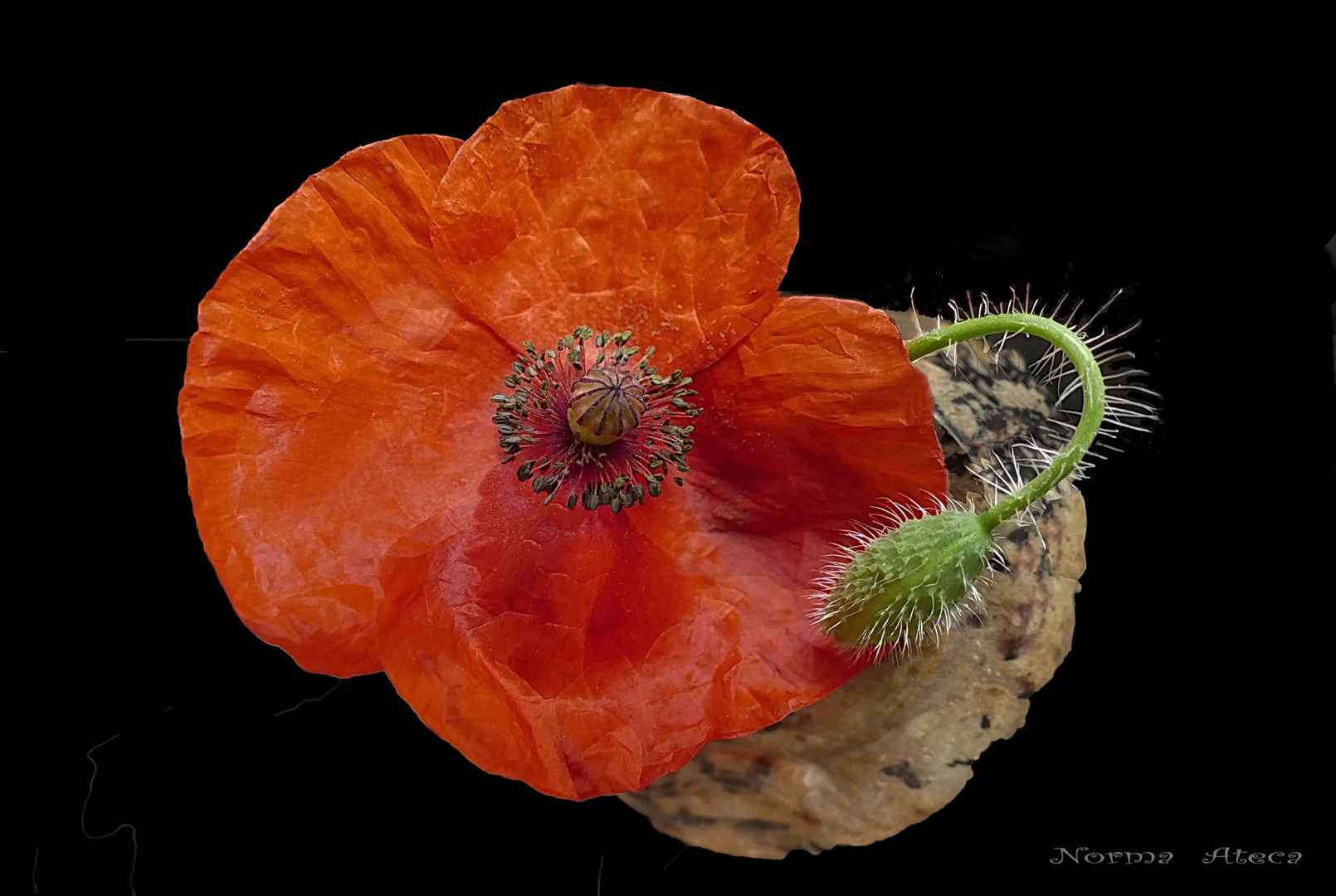 Amapola Foto & Bild | macro , fotos, natur Bilder auf fotocommunity