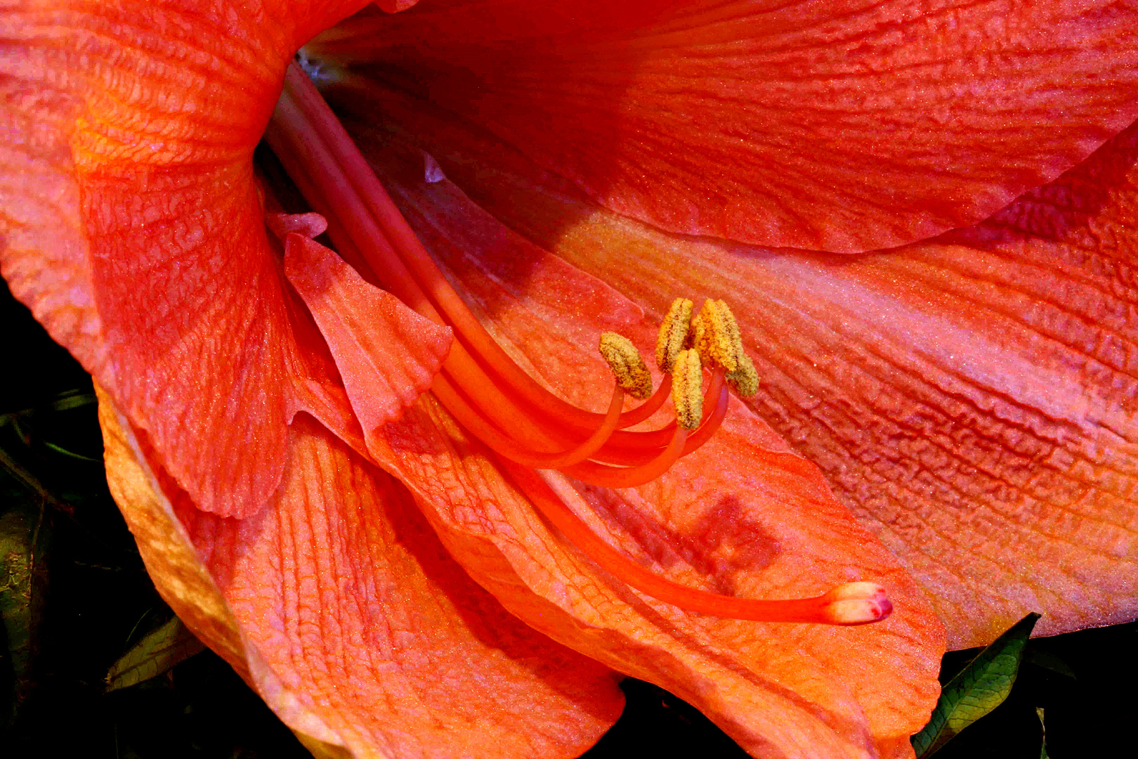 Amarillis Foto & Bild | natur, pflanzen, blüte Bilder auf fotocommunity