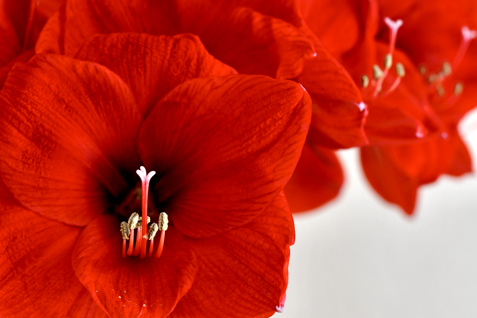 Amaryllis Foto & Bild | natur, pflanzen, zimmerpflanzen Bilder auf ...