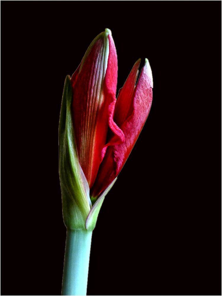 Amaryllis Foto & Bild | natur, pflanzen Bilder auf fotocommunity