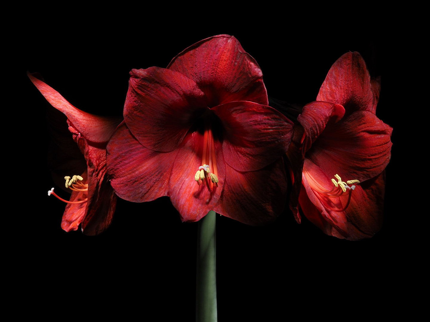 Amaryllis, Rot Foto & Bild | stillleben, stillleben "alter meister ...